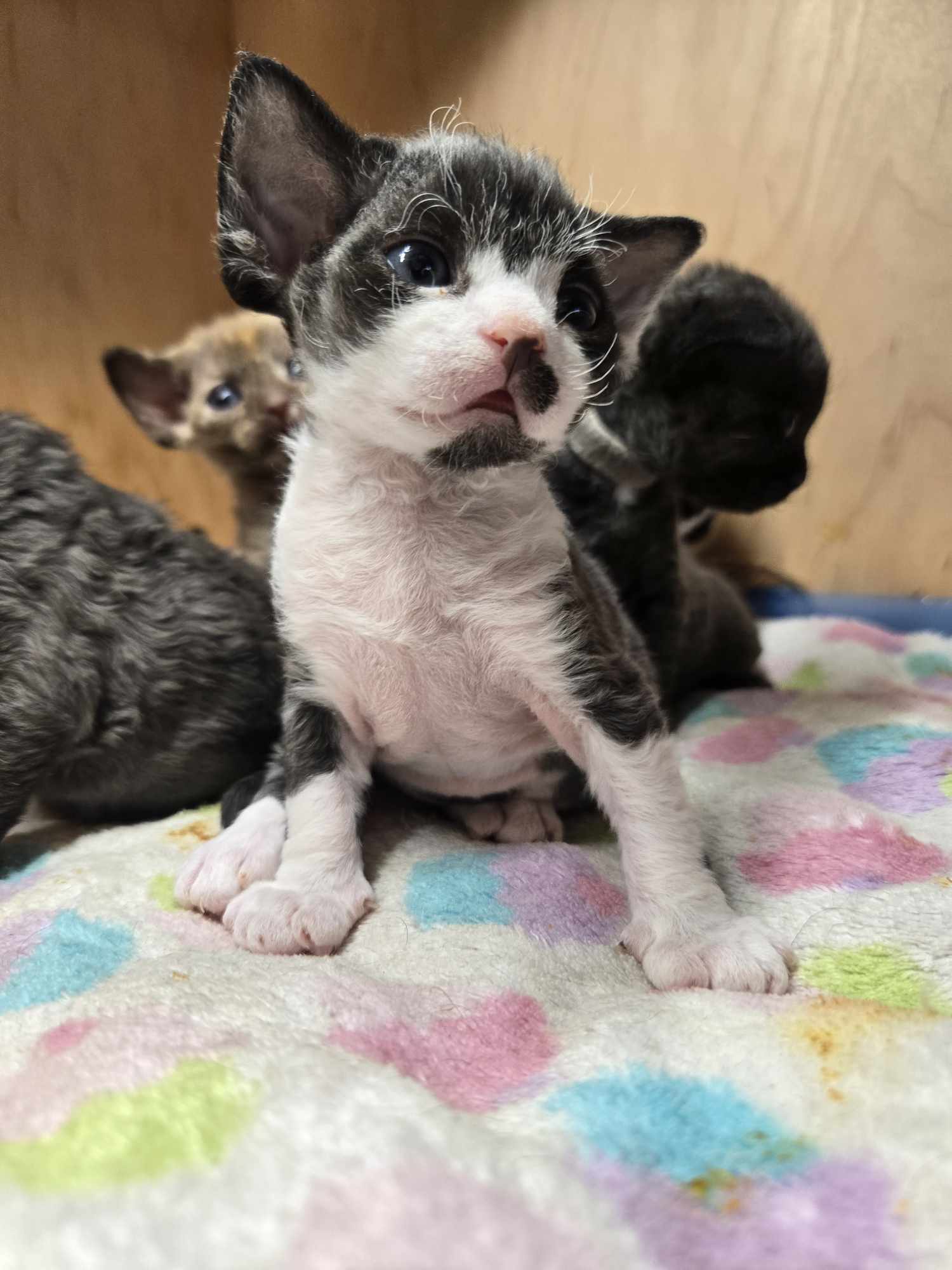 K-COCO - Kotki Kędziorki*PL